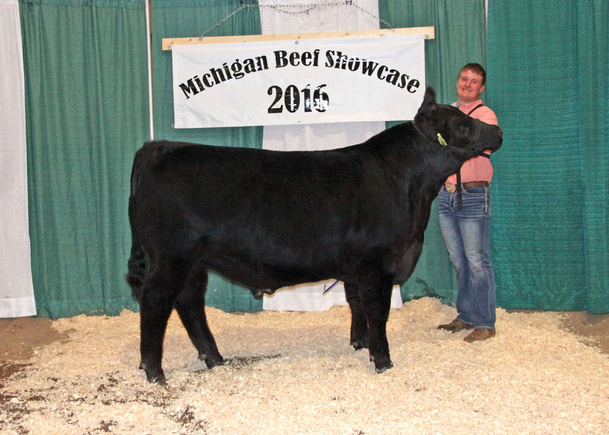 2016 Michigan Angus Association Junior Preview Show Results
